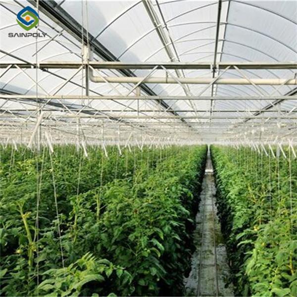 Quality 30m/50m/60m Length Galvanized Steel Greenhouse Multi Span Greenhouse for sale