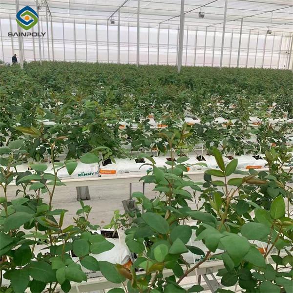 Quality Large Plastic Covering Greenhouse Economical Solution For Agricultural for sale
