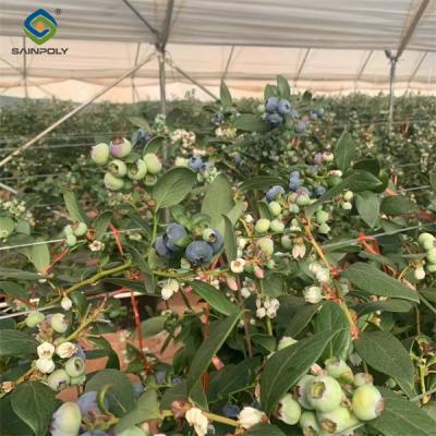 Cina Facile da assemblare serra blueberry trasparente con sistemi elettrici in vendita