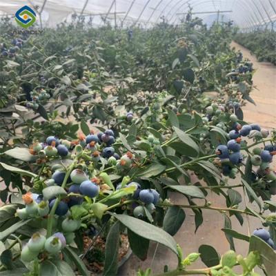 Cina Facile da assemblare serra blueberry trasparente con sistemi elettrici in vendita