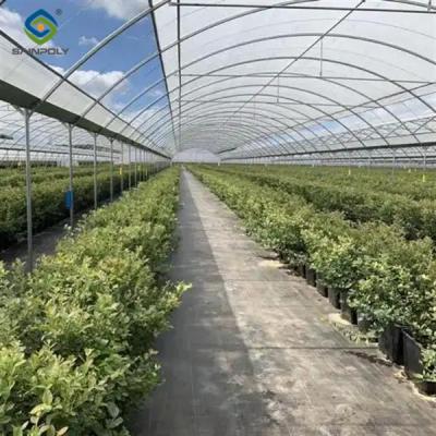 Cina Serra commerciale per la coltivazione di mirtilli agricoli in vendita