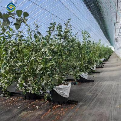 Cina Serra commerciale per la coltivazione di mirtilli agricoli in vendita