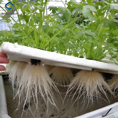 Cina Serre agricole personalizzabili Aeroponica Lettuce Sistema idroponico in vendita