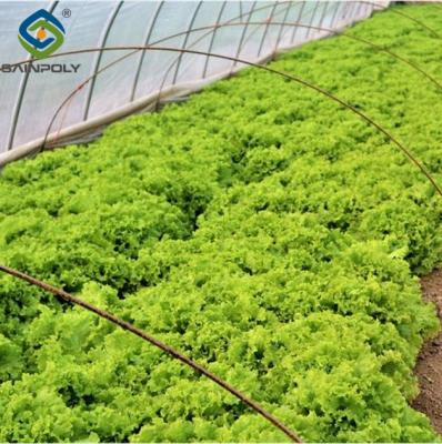Cina Salata commerciale serra a bassa manutenzione resistente alle intemperie in vendita