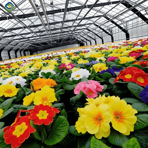 Quality Easy Assembly Glass Type Flower Greenhouses With Hydroponic Growing System for sale