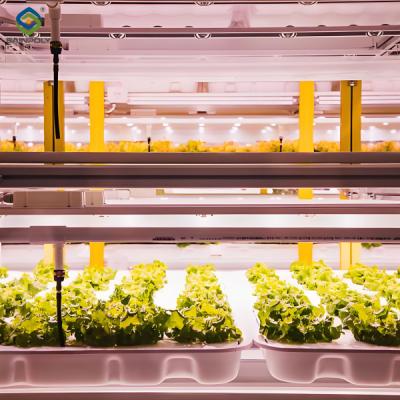 Quality High Yield Agricultural Lettuce Greenhouse With Intelligent Control System for sale