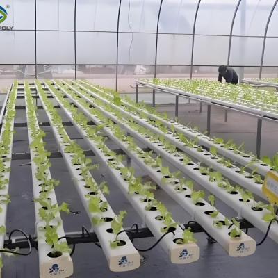 Cina Coltivazione di verdura di lattuga in serra intelligente Agricoltura in serra con telaio in acciaio in vendita