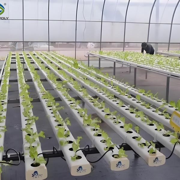 Quality Lettuce Vegetable Growing Smart Greenhouse Farming Greenhouse With Steel Frame for sale