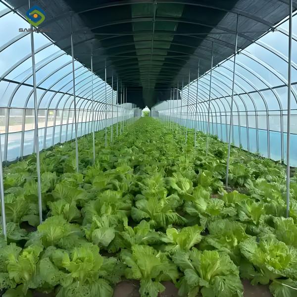 Quality PVC Gutter Soilless Culture Hydroponic Lettuce Greenhouse Anti Corrosion for sale