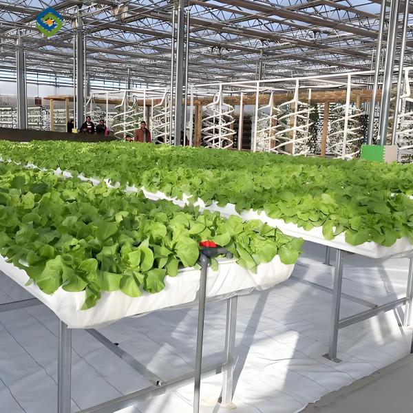 Quality Vertical Lettuce Greenhouse PC Sheet Greenhouse With Hydroponic System for sale