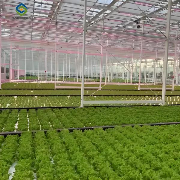 Quality Large Size Commercial Lettuce Greenhouse With Hydroponic Growing Systems for sale
