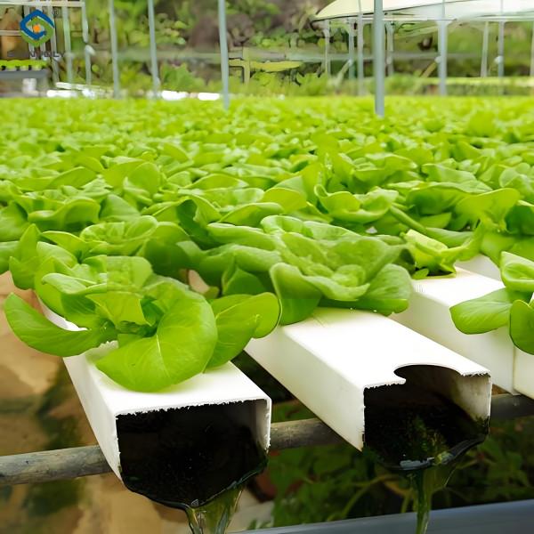 Quality Large Size Commercial Lettuce Greenhouse With Hydroponic Growing Systems for sale