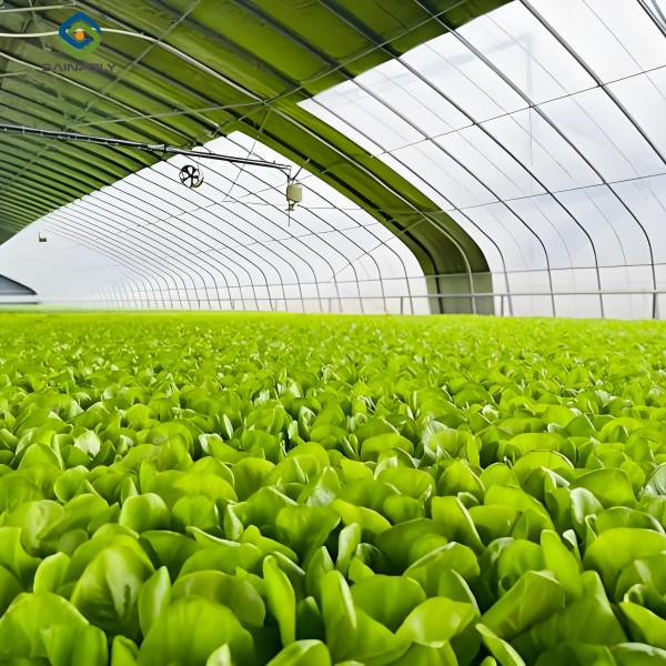 Quality Lettuce Planting Hydroponic Farming Greenhouse Food Grade PVC NFT System for sale