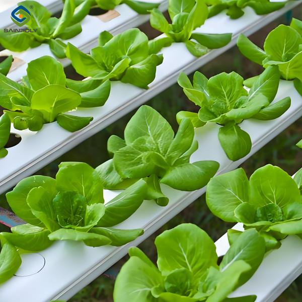 Quality PVC Gutter Soilless Culture Hydroponic Lettuce Greenhouse Anti Corrosion for sale