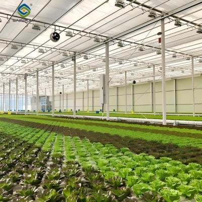 Cina Serre di lattuga commerciale di grandi dimensioni con sistemi di coltivazione idroponica in vendita