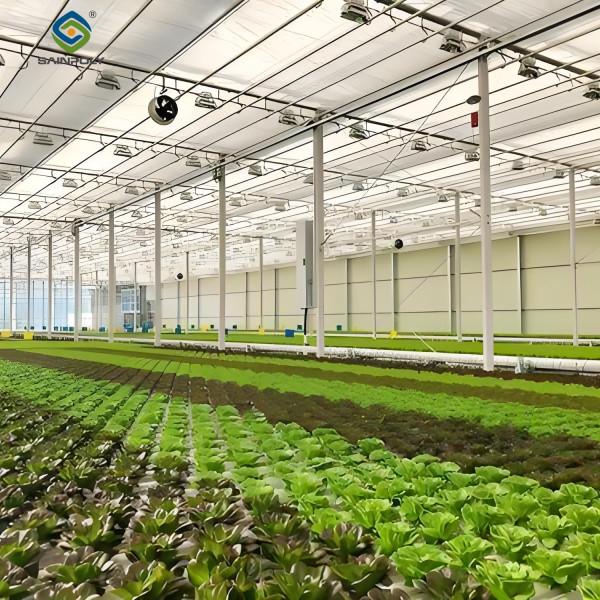 Quality Large Size Commercial Lettuce Greenhouse With Hydroponic Growing Systems for sale