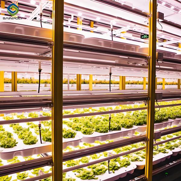 Quality Lettuce Vegetable Growing Smart Greenhouse Farming Greenhouse With Steel Frame for sale