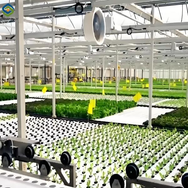 Quality High Yield Agricultural Lettuce Greenhouse With Intelligent Control System for sale