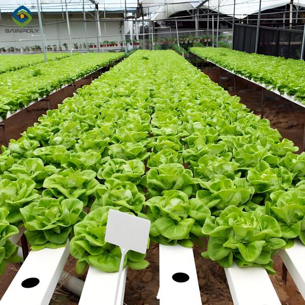 Quality Lettuce Planting Hydroponic Farming Greenhouse Food Grade PVC NFT System for sale