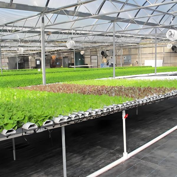Quality Customization Commercial Plastic Film Greenhouse For Lettuce Planting for sale