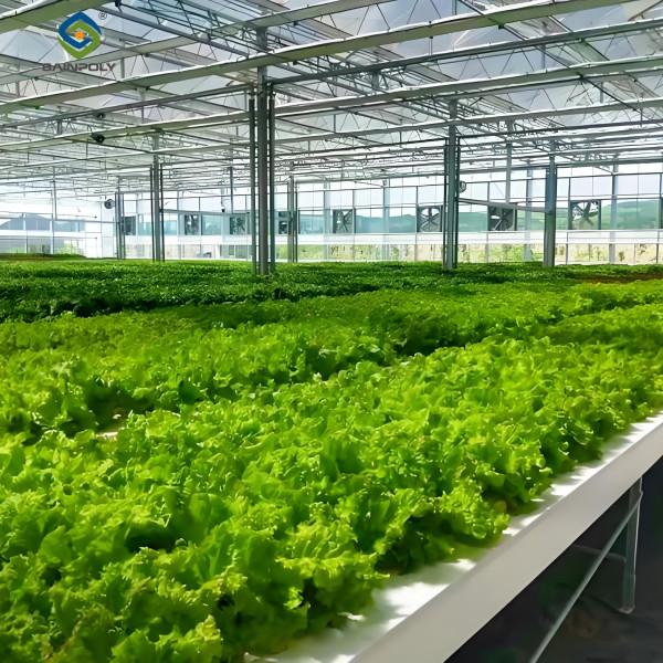 Quality Lettuce Vegetable Growing Smart Greenhouse Farming Greenhouse With Steel Frame for sale