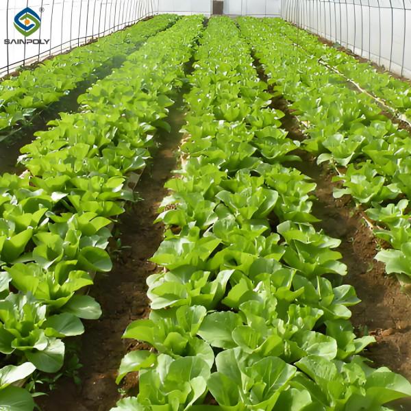 Quality Lettuce Planting Hydroponic Farming Greenhouse Food Grade PVC NFT System for sale
