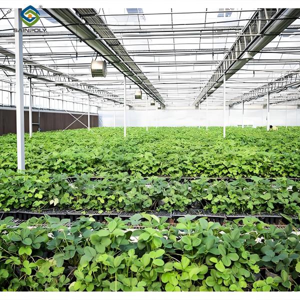 Quality Lettuce Vegetable Growing Smart Greenhouse Farming Greenhouse With Steel Frame for sale