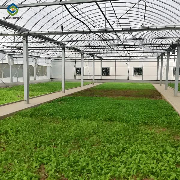 Quality Customization Commercial Plastic Film Greenhouse For Lettuce Planting for sale