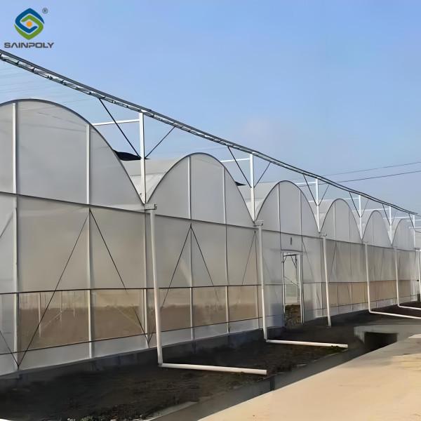 Quality Polycarbonate Covering Multispan Greenhouse Tomato Growing Greenhouse CE for sale