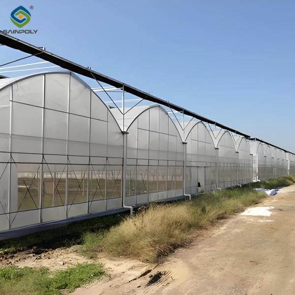 Quality Polycarbonate Covering Multispan Greenhouse Tomato Growing Greenhouse CE for sale