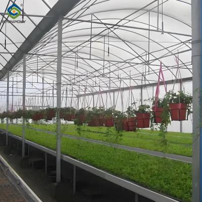Cina Serra agricola multi-span Struttura robusta per la piantagione di pomodori in vendita
