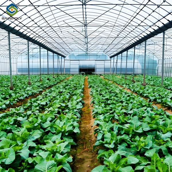 Quality Multispan Vegetable Growing Greenhouse Commercial Tunnel Greenhouse for sale