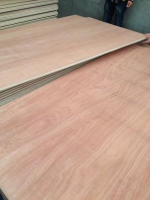 China Bintangor face Polar Core Commerical Plywood for Packing From China for sale