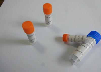 Cina Droghe dell'anticorpo monoclonale del topo di abuso anti--Phencyclidine purificate in vendita