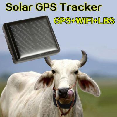 China wholesale mini solar gps cow Cattle animal long standby time gps tracker lifetime free use platfrom support app for sale