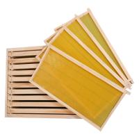 China 20mm Thickness Plastic Frame Complete Bee Hive Kit With Foundation for sale