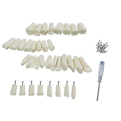 Cina Esercizio dentale standard denti studenti dentali allenamento denti 28pcs/32pcs resina denti permanenti in vendita