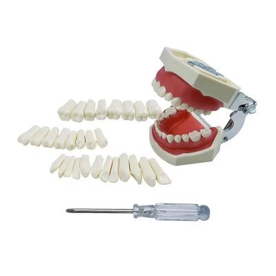 Cina Esercizio dentale standard denti studenti dentali allenamento denti 28pcs/32pcs resina denti permanenti in vendita