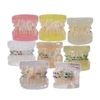 China Multi Color Human Teeth Model For Study Dental Orthodontic Teeth Model With Bracket for sale