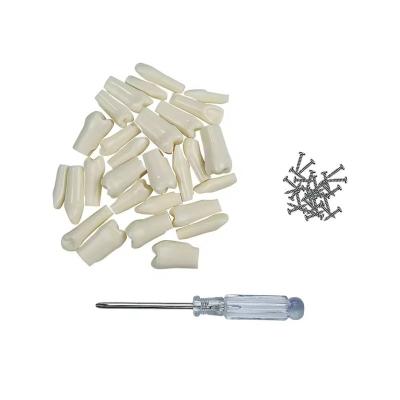 China 32pcs / Set Tandheelkundige Typodont Vervangende Tanden Tandheelkundige Studenten Practicietools Hardheid Hars Tanden Te koop