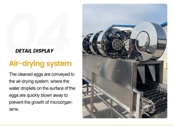 Quality High Efficiency Egg Washer and Dryer Line Egg Drying Machine Chicken Eggs for sale