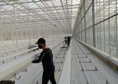 China Daman Venlo Glass Greenhouse Mass Planting Of Tomatoes Hot Dip Galvanized for sale