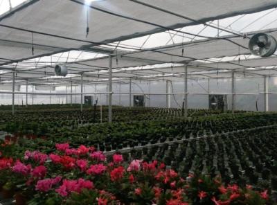 China A continuous-span polyethylene film greenhouse for cultivating high-quality flowers for sale
