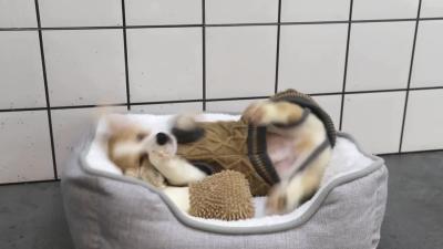 Cina materiali caldi della peluche dei letti del cane molle di tela sostenibile della peluche di 50*40*13cm in vendita