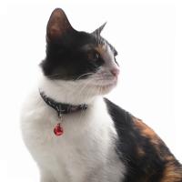 China Sustainable Polyester Tactical Adjustable Pet Collars Leashes for sale