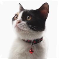 China Sustainable Polyester Tactical Adjustable Pet Collars Leashes for sale