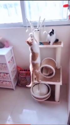 China Perches Rattan SGS Cat Scratching Products for sale