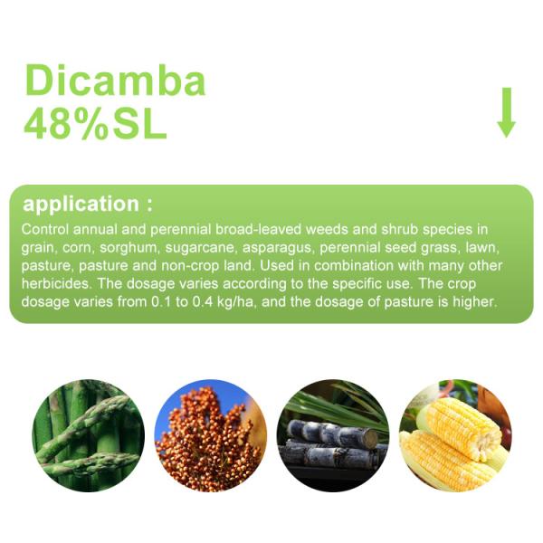 Quality Dicamba 48% SL Roundup Herbicide Kill Broad Keaved Weeds for sale