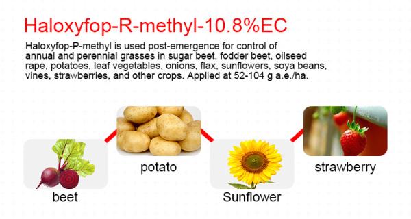 Quality Liquid Safe Herbicide Haloxyfop R Methyl Weed Killer For Vegetable Gardens for sale