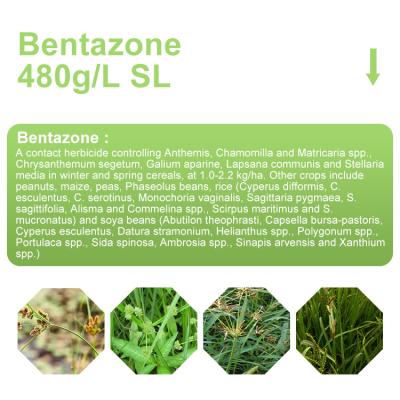 China herbicida seletivo do contato herbicidas/25057-89-0 de 48%SL Bentazone para amendoins à venda